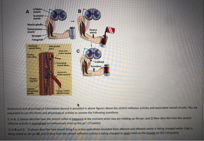 Solved 00 a Motor A neuron La sensory neuron Muscle spindle | Chegg.com