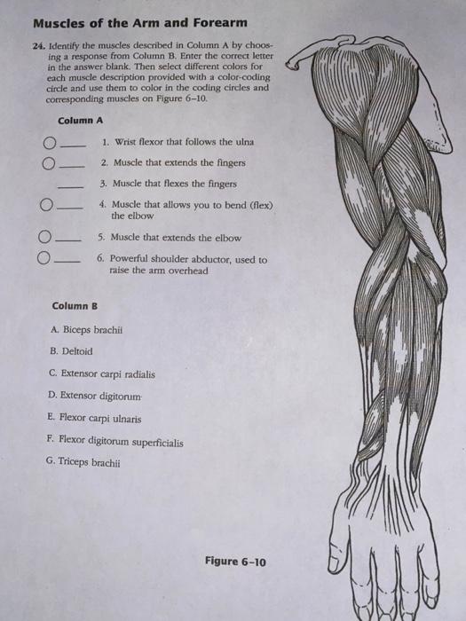 Solved Muscles of the Arm and Forearm 24. Identify the | Chegg.com