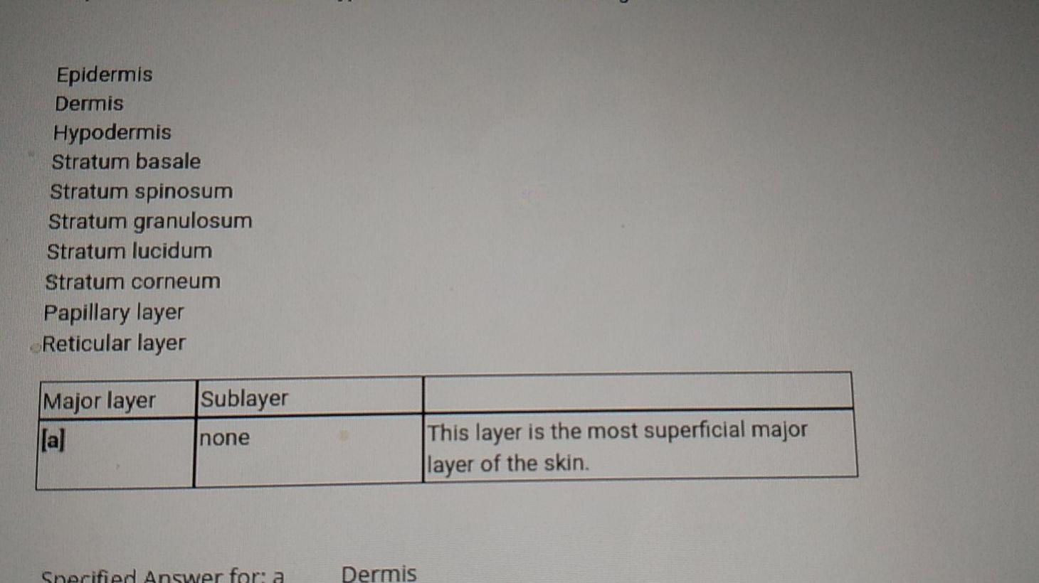 Solved Epidermis Dermis Hypodermis Stratum basale Stratum | Chegg.com
