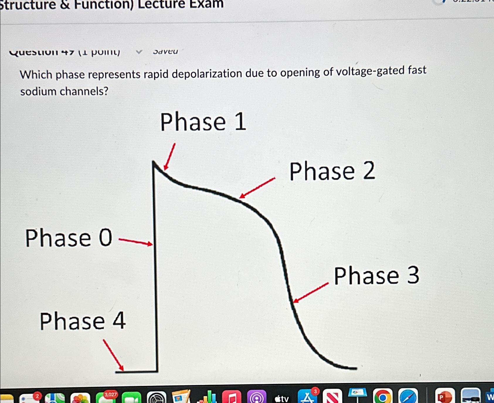 Solved Which phase represents rapid depolarization due to | Chegg.com