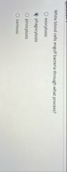 Solved White blood cells engulf bacteria through what | Chegg.com