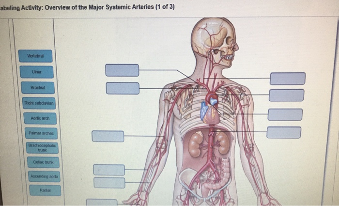 Solved abeling Activity: Overview of the Major Systemic | Chegg.com