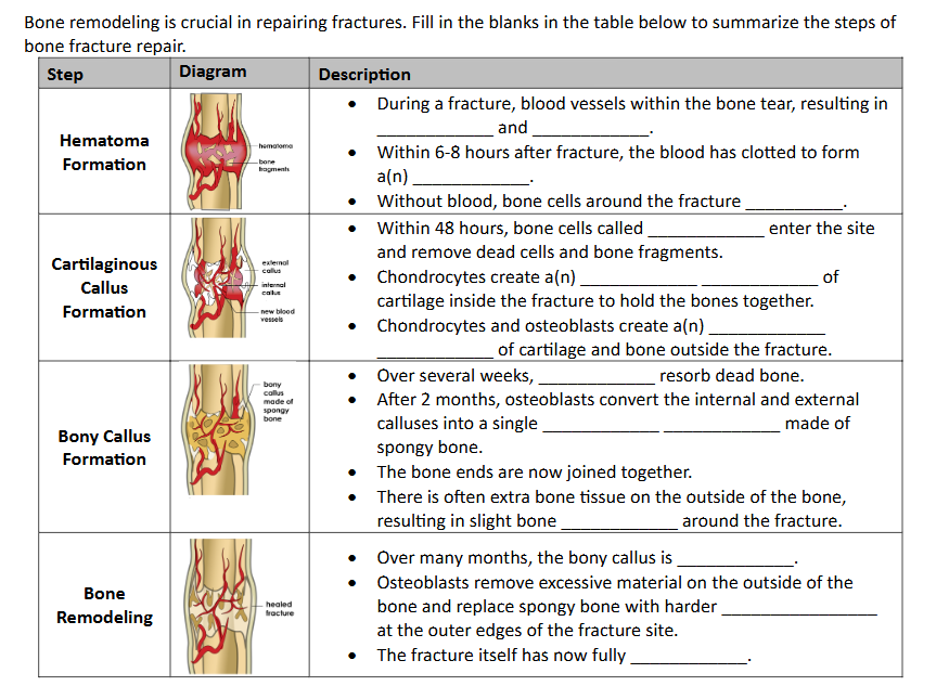 Solved Bone remodeling is crucial in repairing fractures. | Chegg.com