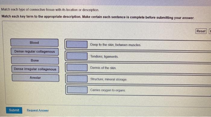Solved Match each type of connective tissue with its | Chegg.com