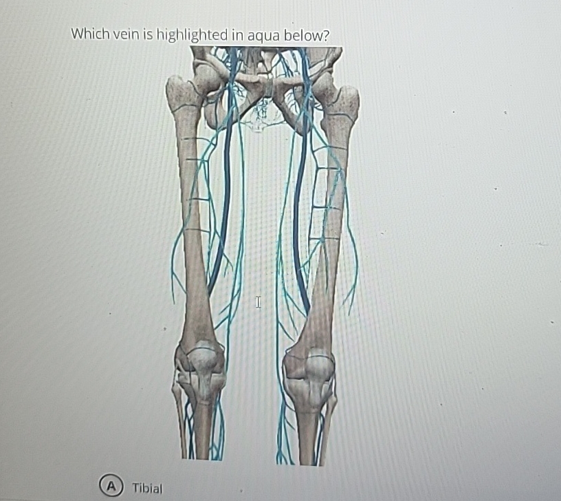 Solved Which vein is highlighted in aqua below?(A) ﻿Tibial | Chegg.com