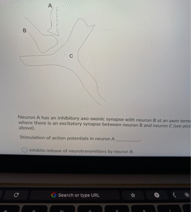 Solved Neuron A has an inhibitory axo-axonic synapse with | Chegg.com