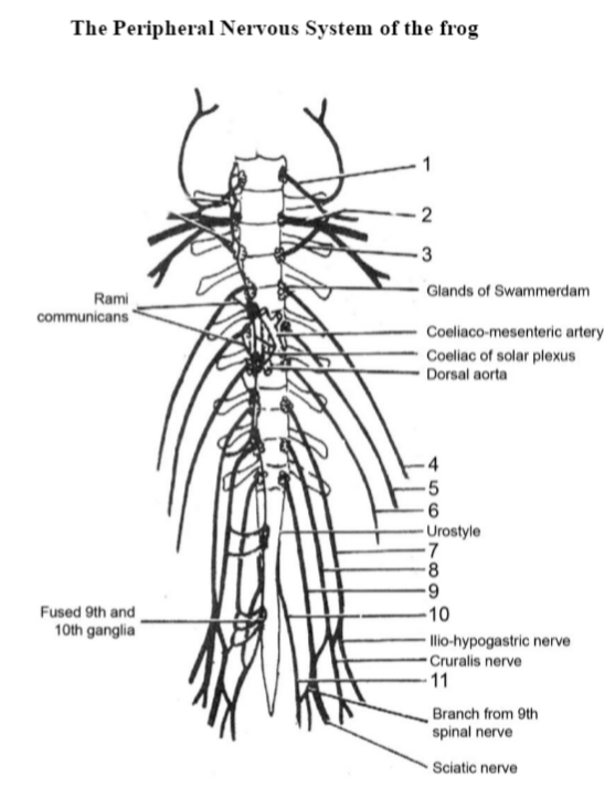 Nervous System Of A Frog No Frog? No Prob! A 3D Visual Guide To Frog
