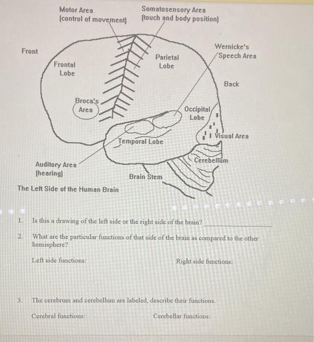 Solved Motor Area (control of movement) Somatosensory Area | Chegg.com