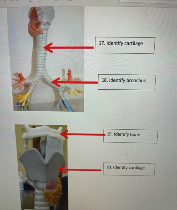 Solved - 1 - - - 17. Identify cartilage 18. Identify | Chegg.com