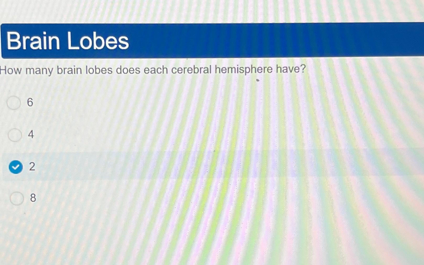 Solved Brain LobesHow many brain lobes does each cerebral | Chegg.com