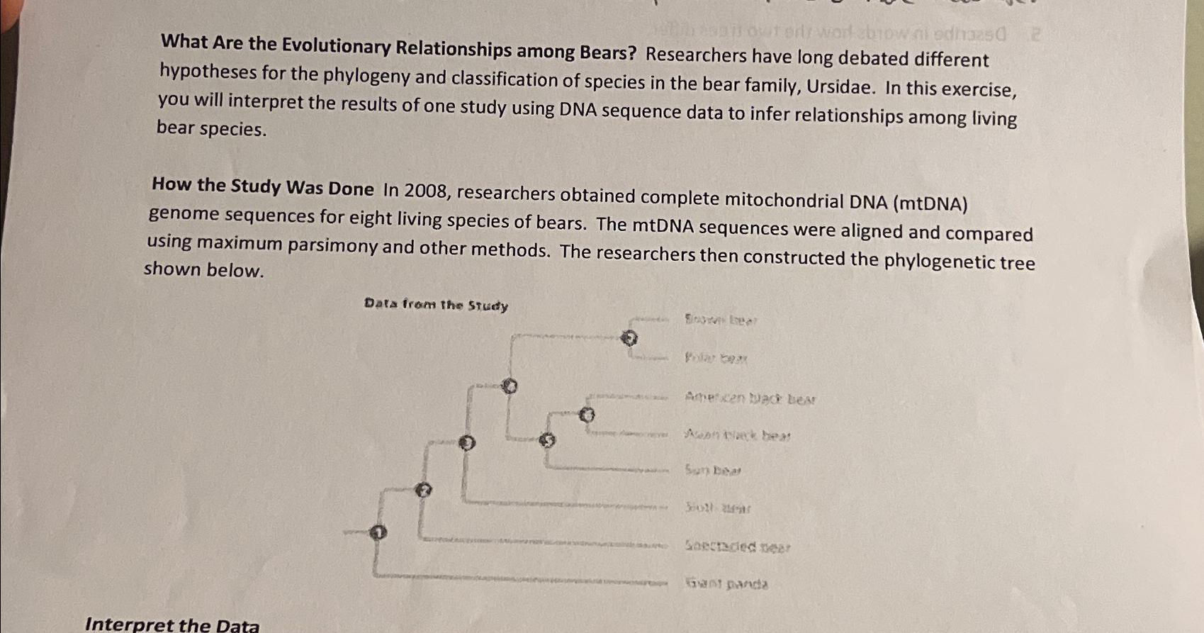Solved What Are the Evolutionary Relationships among Bears? | Chegg.com