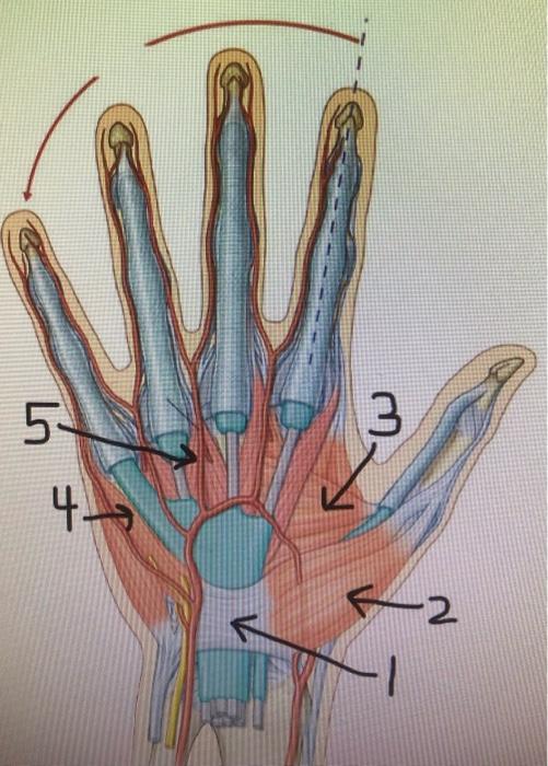 Solved correctly and clearly label the diagrams, will upvote | Chegg.com