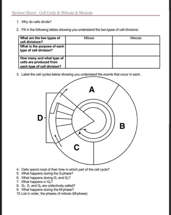 Solved Review Sheet: Cell Cycle & Mitosis & Meiosis 1. Why | Chegg.com