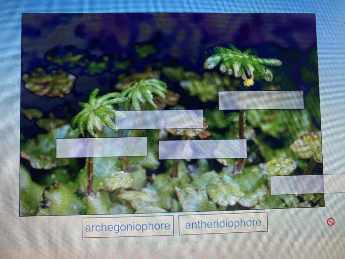Solved archegoniophore | antheridiophore Label the | Chegg.com