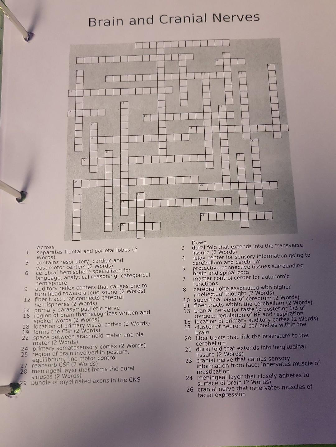 Solved Brain and Cranial Nerves | Chegg.com