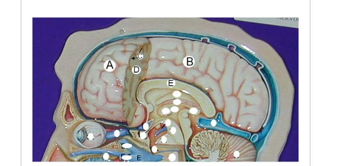 Solved name structures C & E | Chegg.com