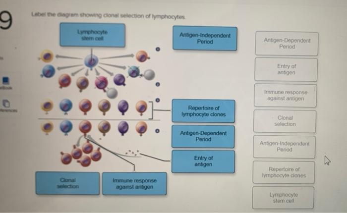 Solved Label the diagram showing clonal selection of | Chegg.com