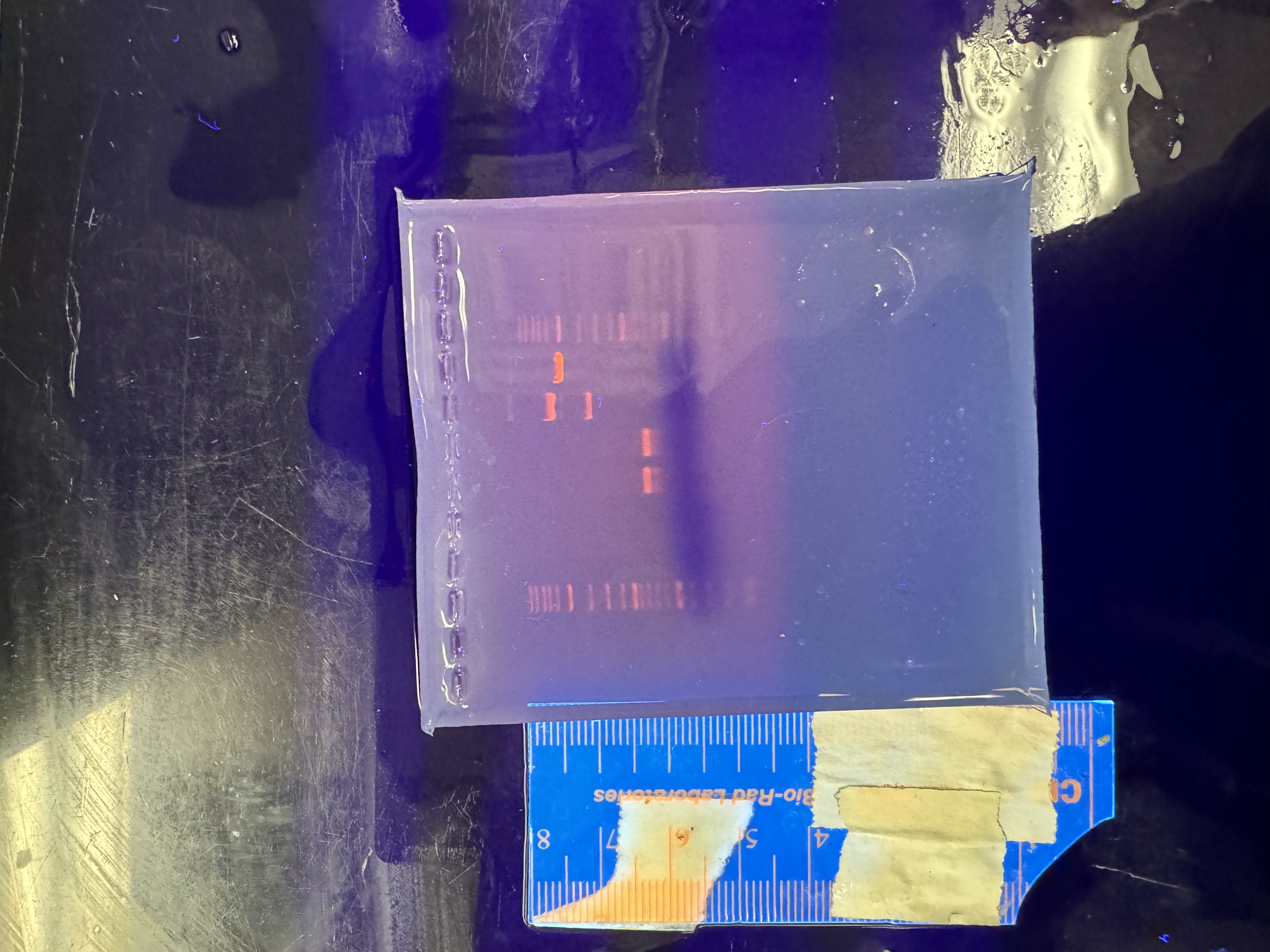 Solved Attach your TABLE, showing the migration distances | Chegg.com