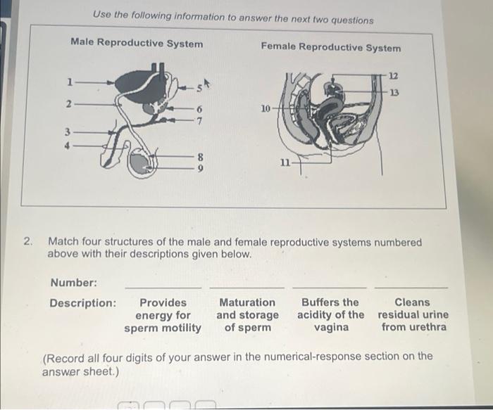 Female And Male Reproductive System Quiz