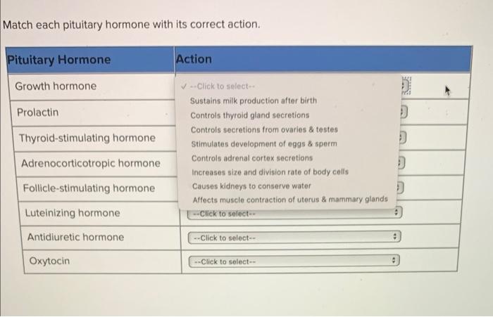 Solved Match each pituitary hormone with its correct action. | Chegg.com