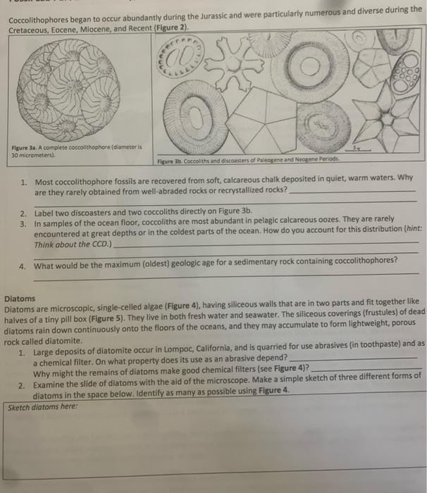 Solved Coccolithophores began to occur abundantly during the | Chegg.com