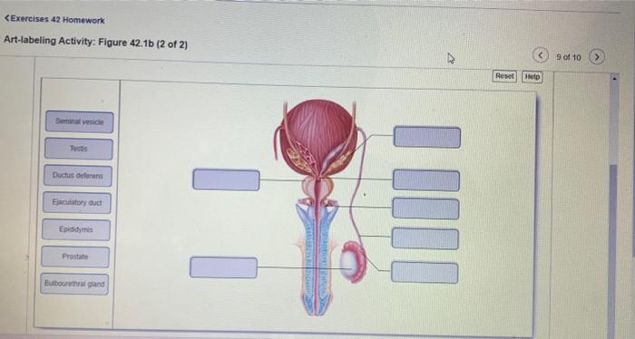 Solved Art-labeling Activity: Figure 42.1b (2 of 2) | Chegg.com