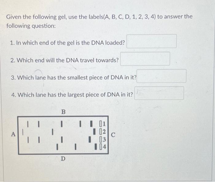 Solved Given the following gel, use the labels(A, B, C, D, | Chegg.com