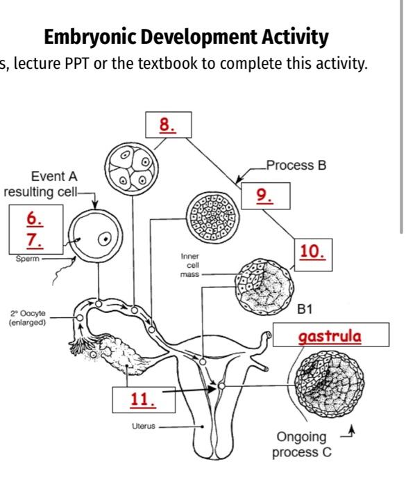 Solved Embryonic Development Activity Instructions Use your | Chegg.com