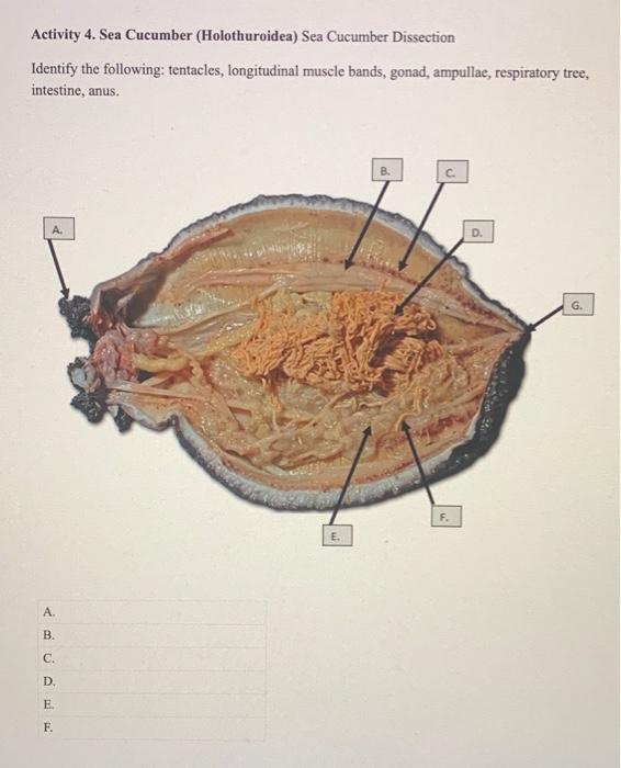 Solved Activity 4. Sea Cucumber (Holothuroidea) Sea Cucumber | Chegg.com