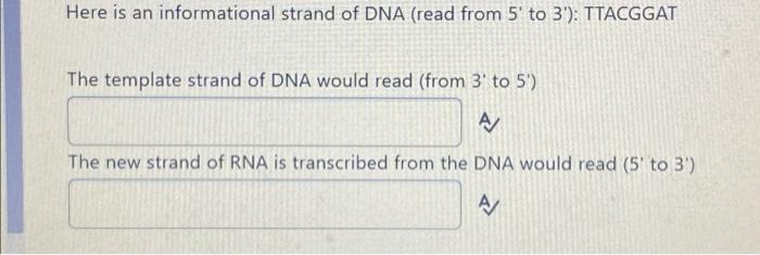 Solved Here is an informational strand of DNA (read from 5' | Chegg.com