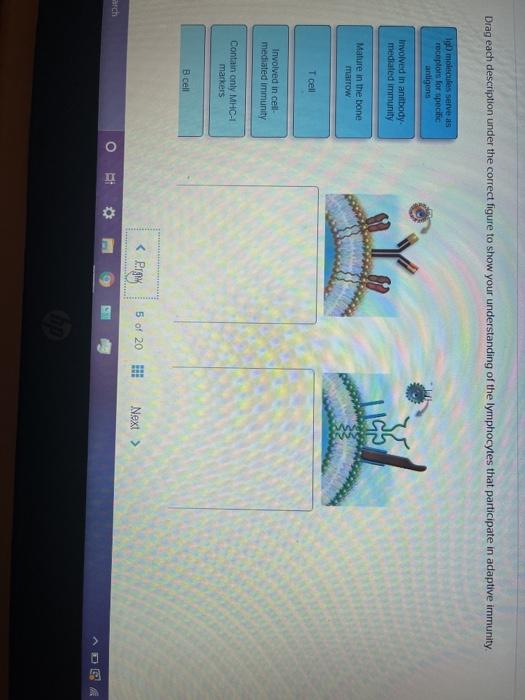 Solved Drag each description under the correct figure to | Chegg.com