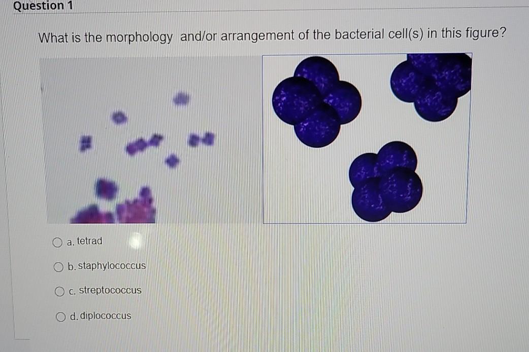 Solved Question 1 What is the morphology and/or arrangement | Chegg.com