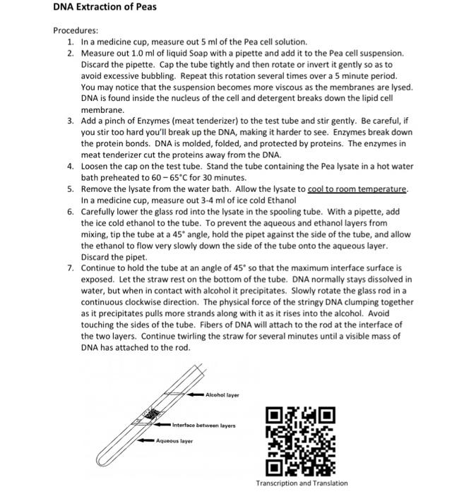 Solved DNA Extraction of Peas Procedures: 1. In a medicine | Chegg.com