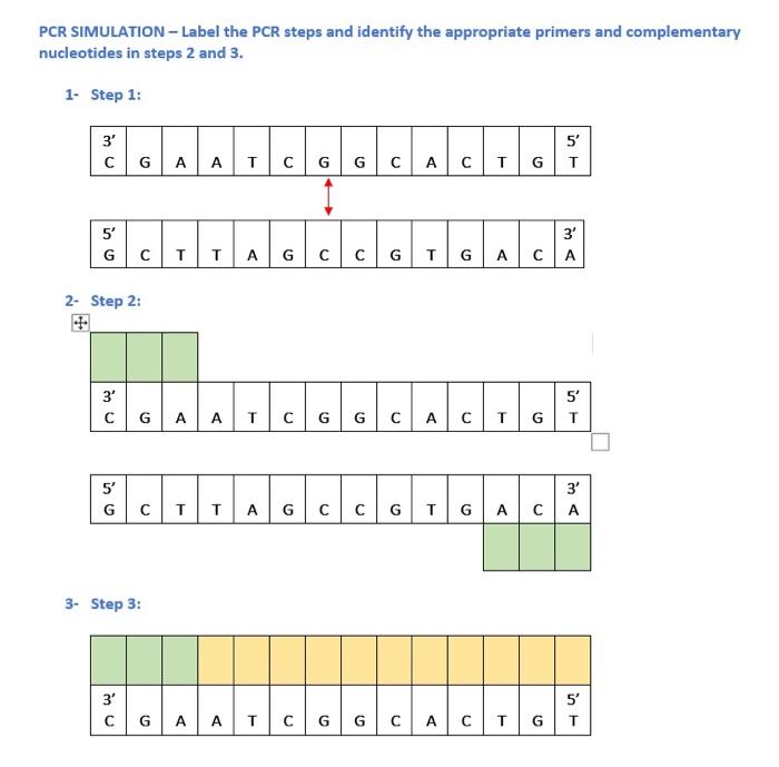 PCR SIMULATION - Label the PCR steps and identify the | Chegg.com