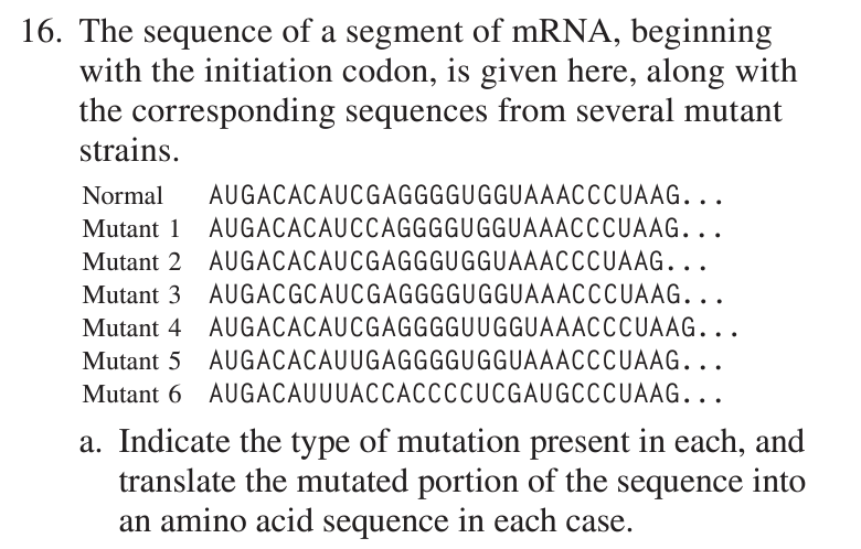 Solved The sequence of a segment of mRNA, beginningwith the | Chegg.com