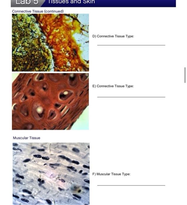Solved Lab 5 Tissues and Skin Muscular Tissue (continued) G) | Chegg.com