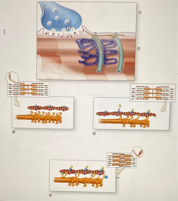 Solved Look at the picture of events in muscle contraction | Chegg.com