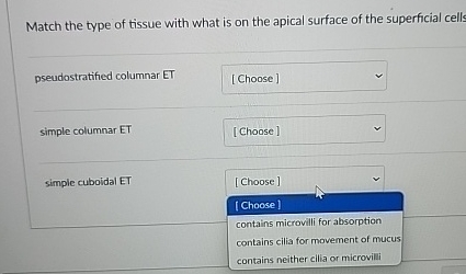 Solved Match the type of tissue with what is on the apical | Chegg.com