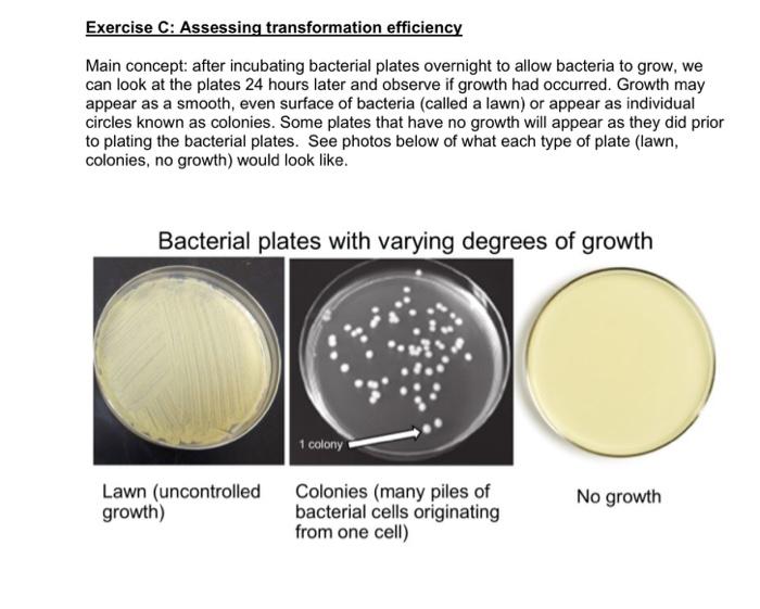 Exercise C: Calculating transformation efficiency | Chegg.com Exercise C: Calculating transformation efficiency | Chegg.com