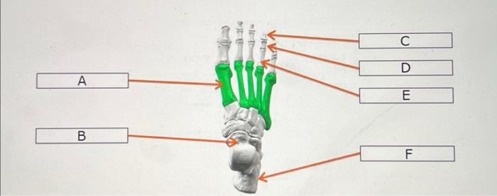 Solved Medial phalanx Calcaneus Distal phalanx Metatarsals | Chegg.com