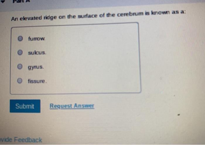 Solved An elevated ridge on the surface of the cerebrum is | Chegg.com