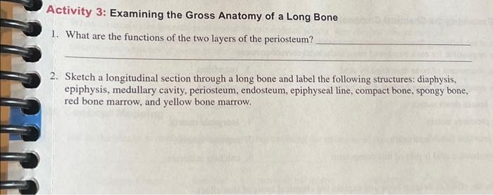 Solved Activity 3: Examining the Gross Anatomy of a Long | Chegg.com