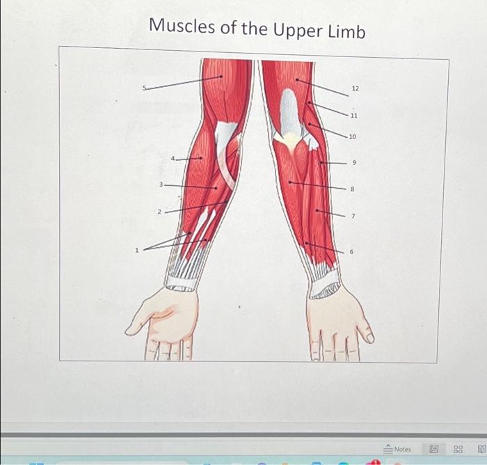 Solved Muscles of the Upper Limb | Chegg.com