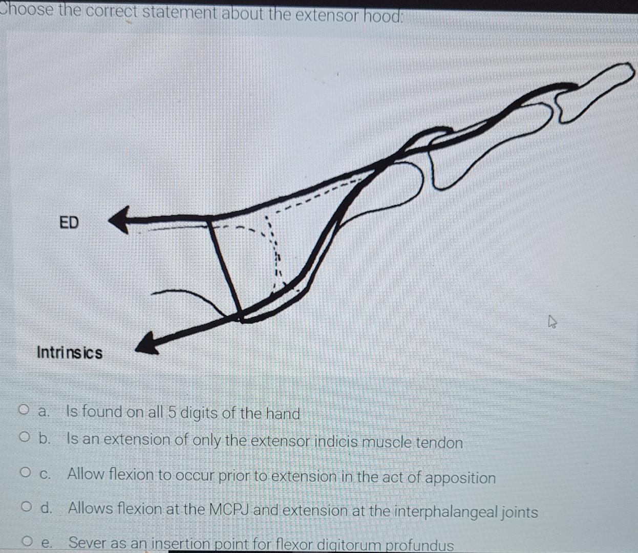 Solved Choose the correct statement about the extensor hood | Chegg.com