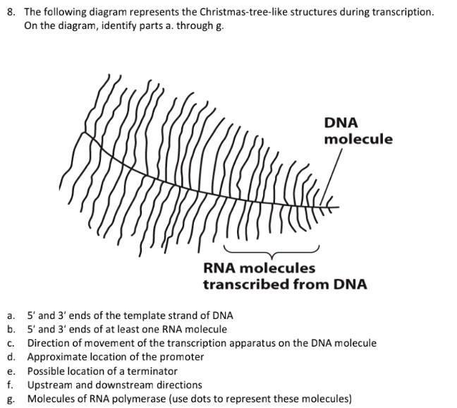 Solved 8. The following diagram represents the | Chegg.com