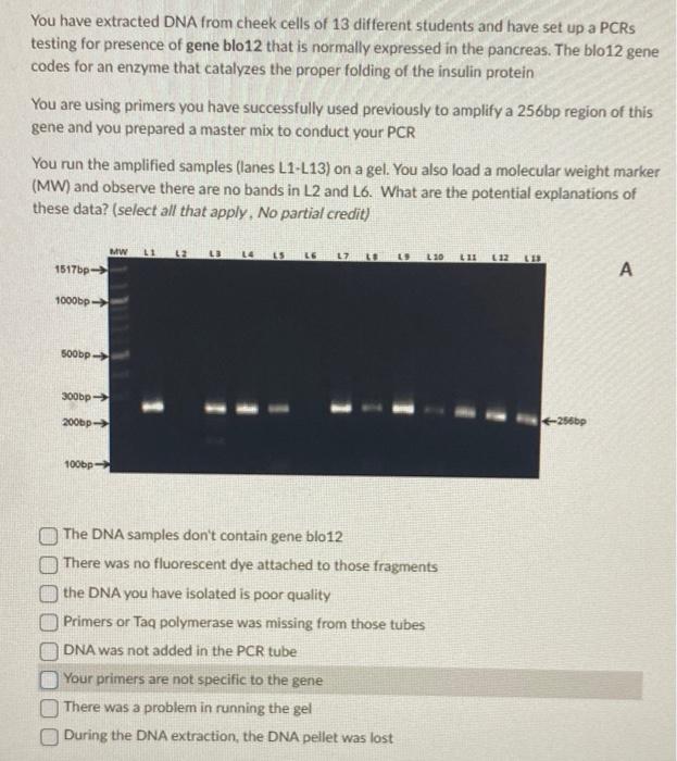 Solved You have extracted DNA from cheek cells of 13 | Chegg.com