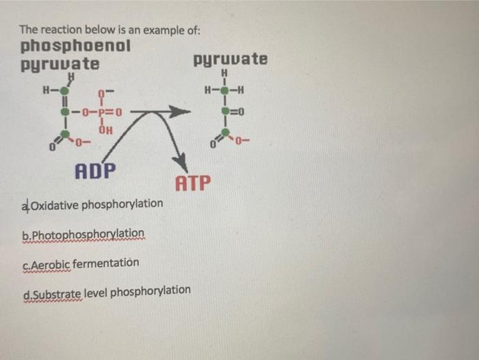 Solved The reaction below is an example of: phosphoenol | Chegg.com