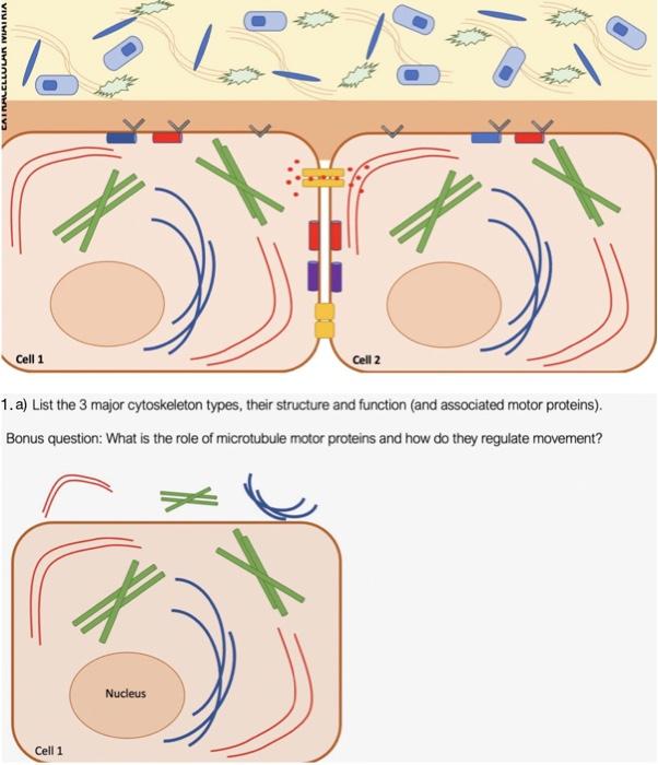 Solved 1. a) List the 3 major cytoskeleton types, their | Chegg.com