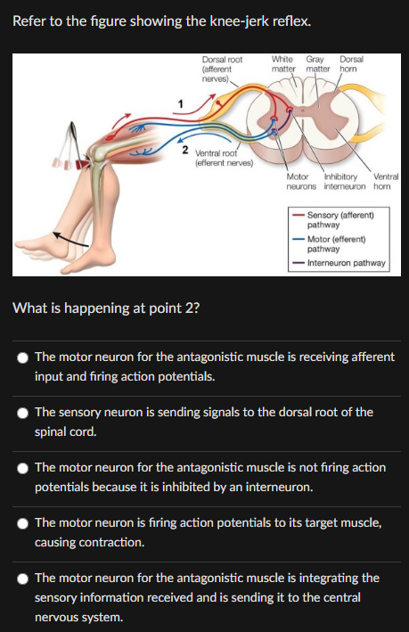 Solved Refer to the figure showing the knee-jerk reflex.What | Chegg.com