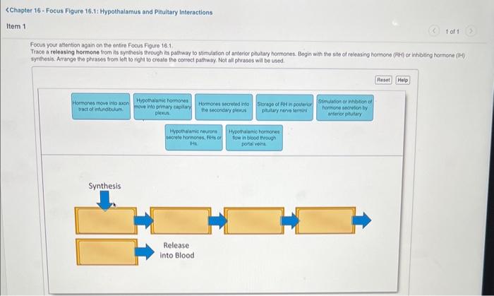 Solved Chapter 16 - Focus Figure 16.1: Hypothalamus and | Chegg.com